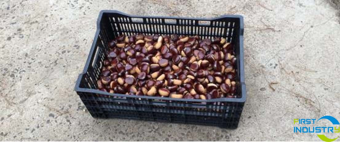 The Processing Line for Chestnuts