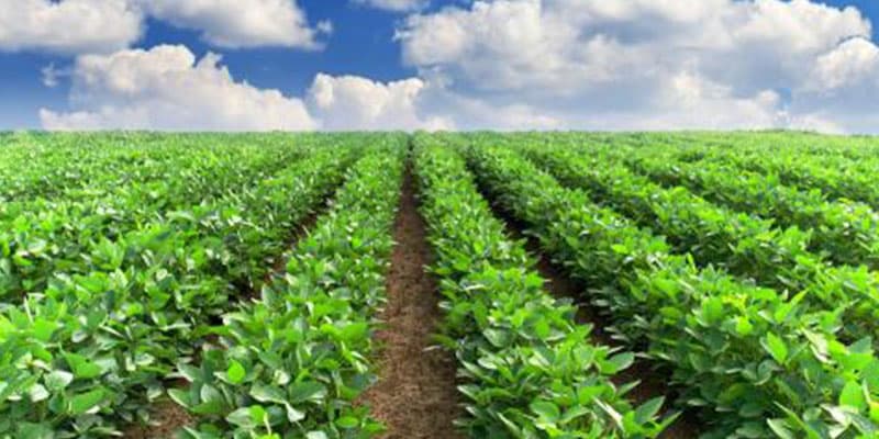 How to increase potato yield