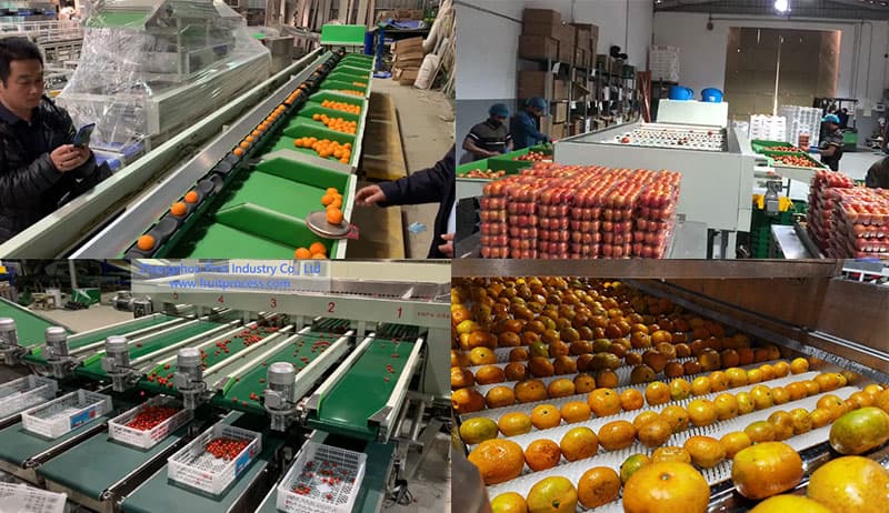Fruit sorting improves efficiency