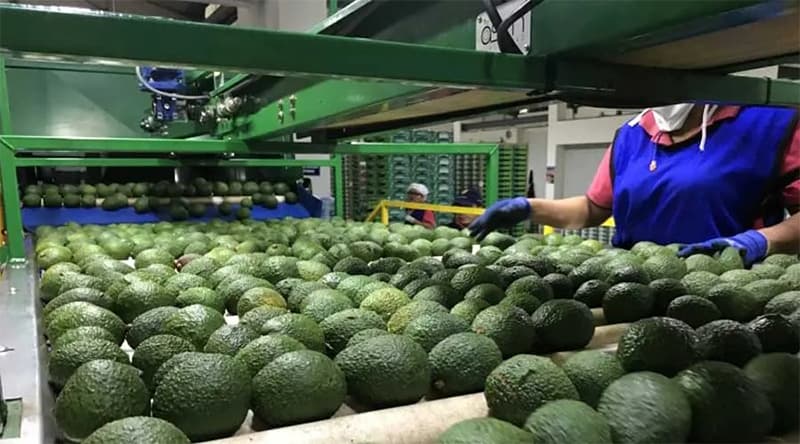 Colombia avocado aims at China market
