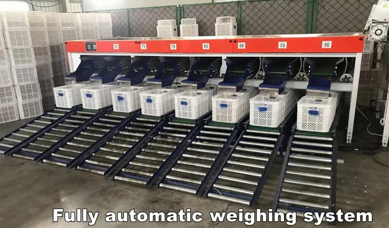 Mandarin Cleaning and Sorting Machines