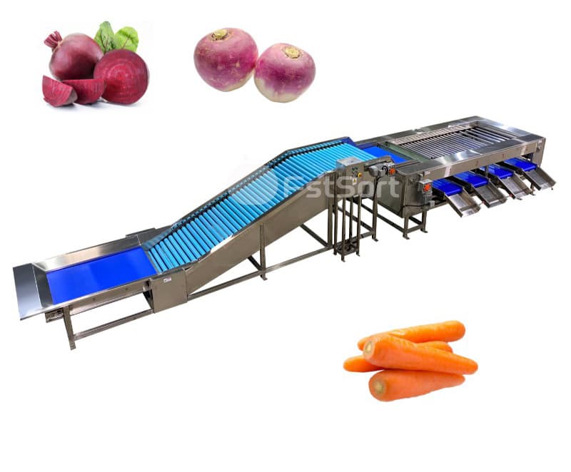 Efficient, Carrot Washing Grader