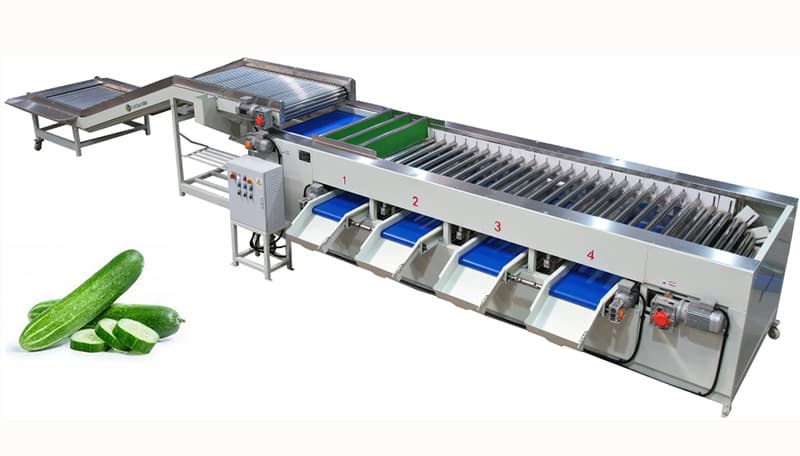 Cucumbers Sorting Machine Is Ready For Qatar