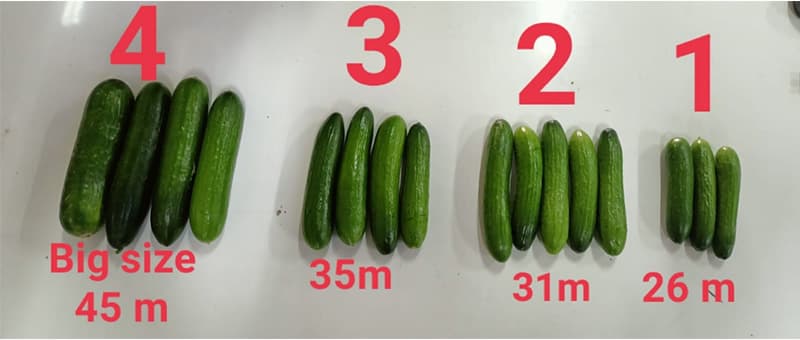 Cucumbers Sorting Machine Is Ready For Qatar