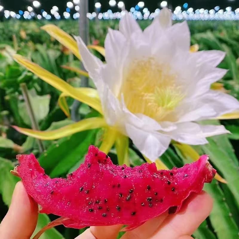 Dragon fruit packing line