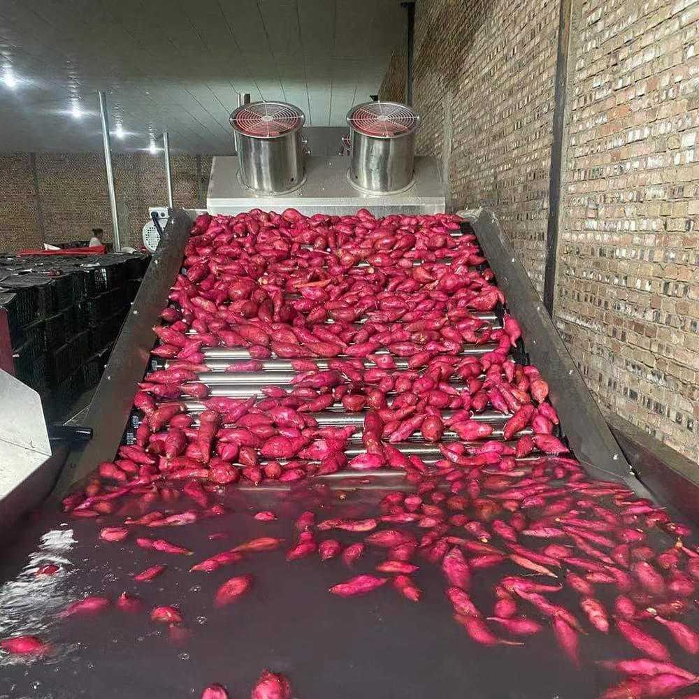 Sweet potatoes washing drying and grading machine