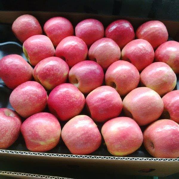 South African apple exports to China up year on year