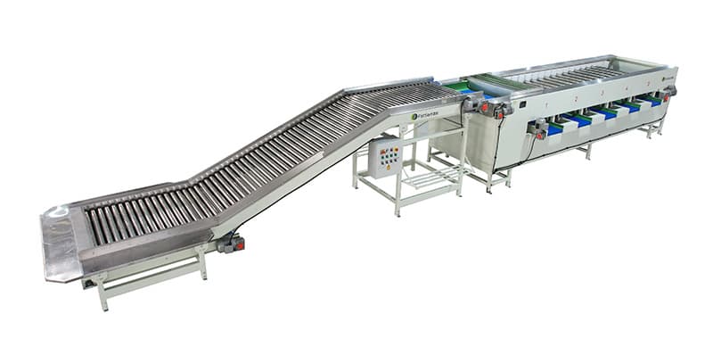Bell Pepper Grading Machine
