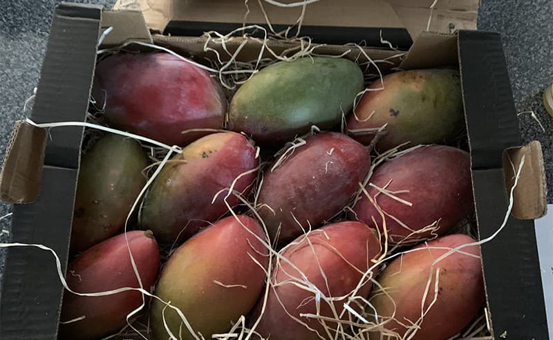 Low prices for small and medium-sized mangoes in Spain