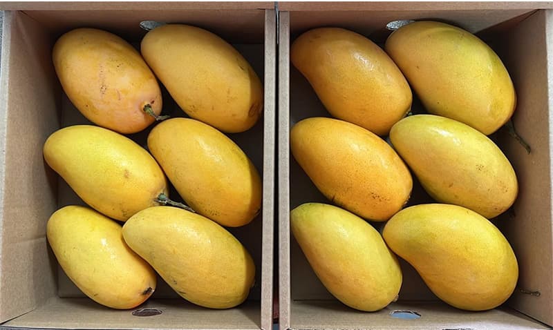 How are mangoes selected and graded
