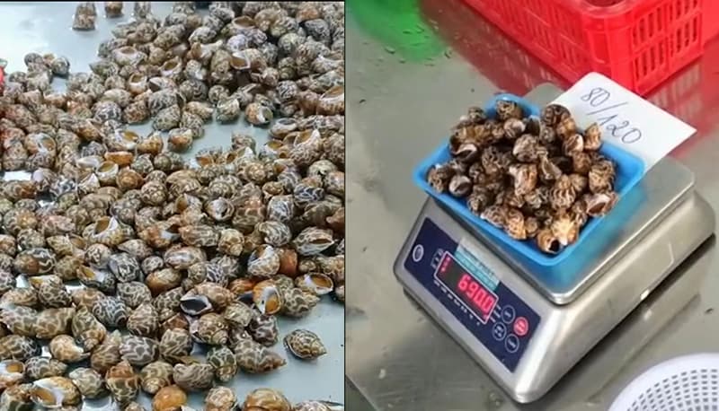 Topshell Snail Grading Machine
