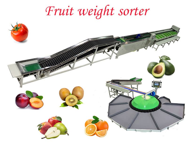 Citrus sorting equipment by weight is popular in Peru