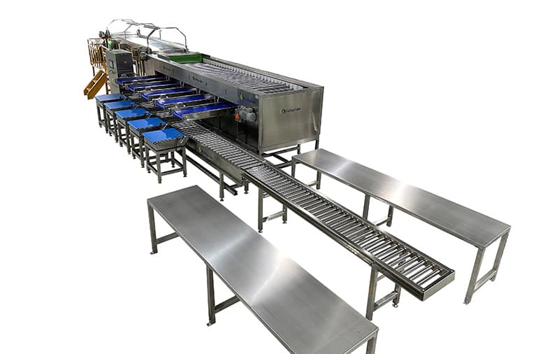 Cherry Tomato Grading Machine