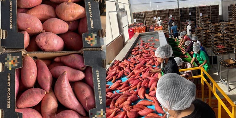 The first large sweet potato sorting plant in Central America
