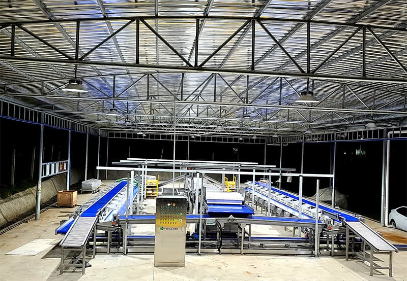 Fruits grading and packing line