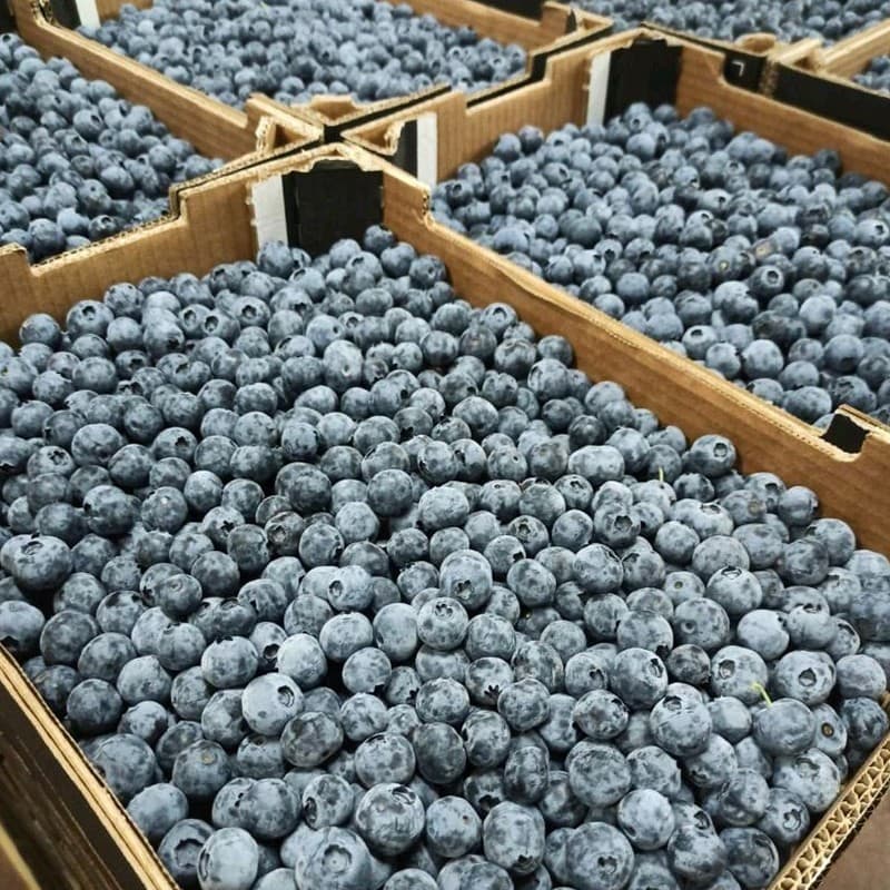How to quickly sort the size of blueberries