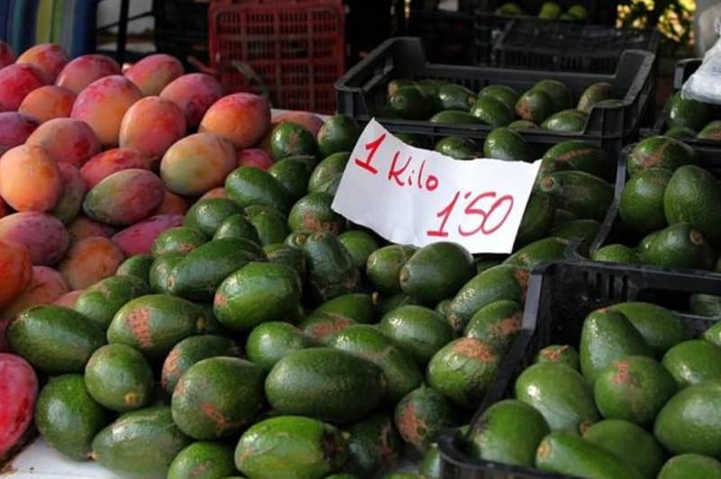 The Fstsort avocado processing line
