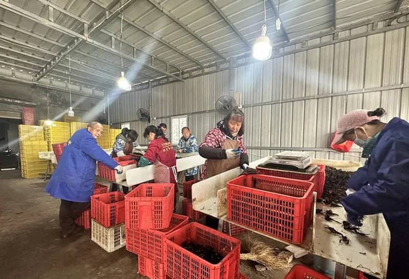 Sorting machine for lobsters