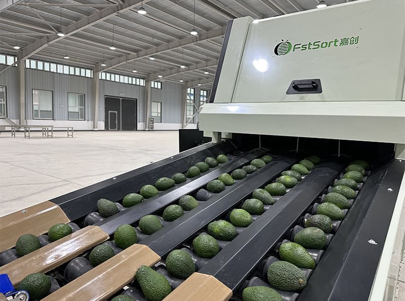 Avocado Quality Control: Avocado Optical Sorting Grading Machine