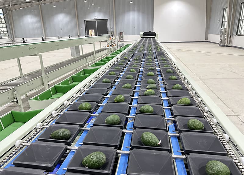 Avocado Quality Control: Avocado Optical Sorting Grading Machine