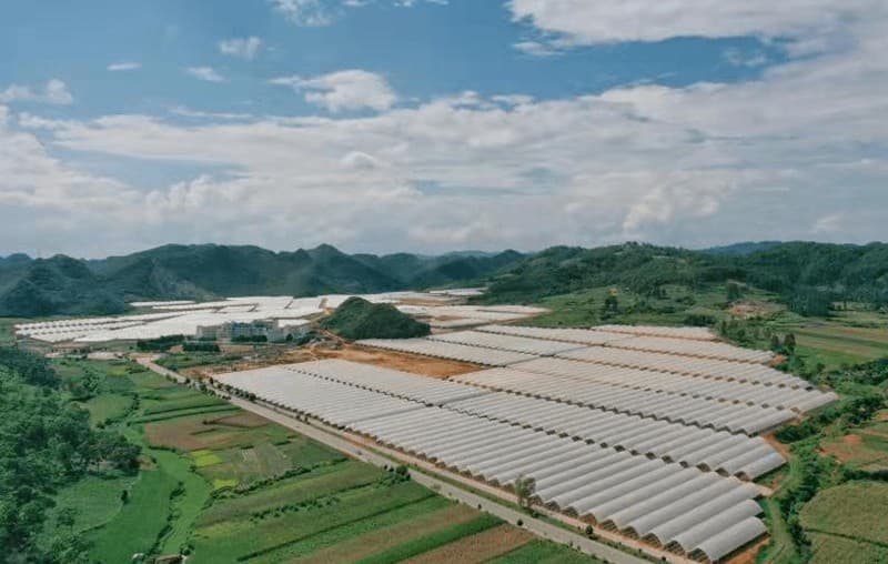 Fstsort Blueberry Grader for Greater Yield!