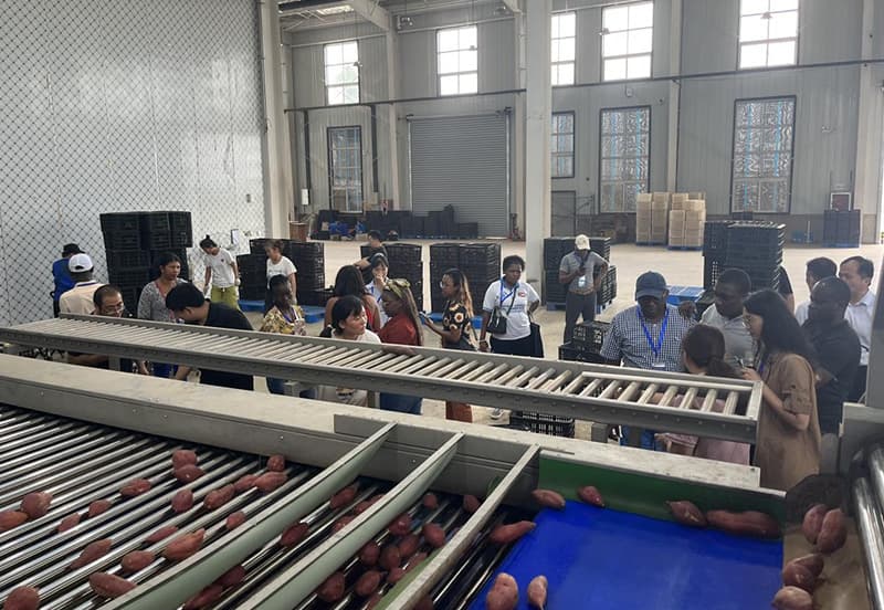 Why do we need sweet potatoes sorting and packing lines