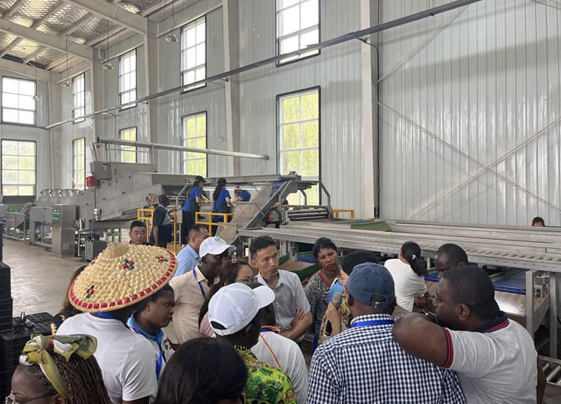Why do we need sweet potatoes sorting and packing lines