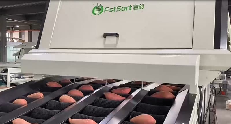 Sweet Potatoes Optical Sorting Line