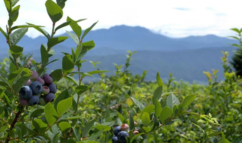 Peru blueberry: Acreage reaches peak