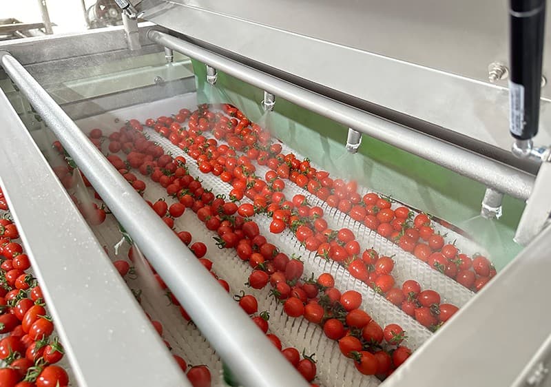 Cherry tomatoes sorting line