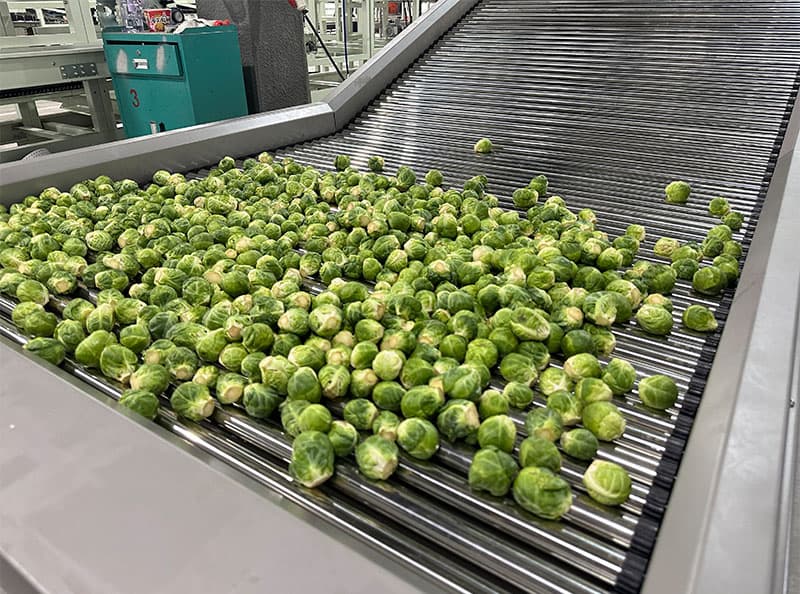 Brussels sprouts sorting grading machine