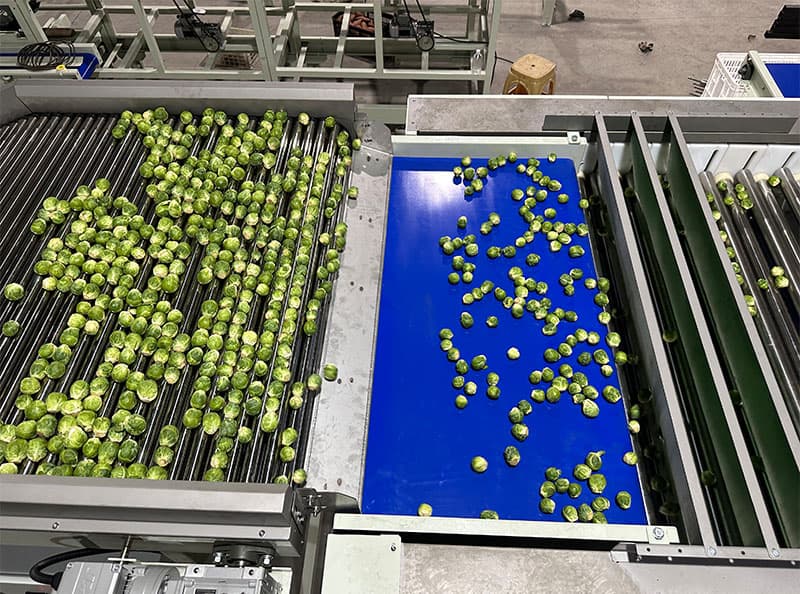 Brussels sprouts sorting grading machine