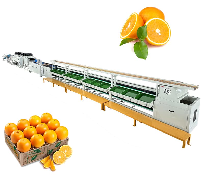 Orange Sorting Line | FstSort