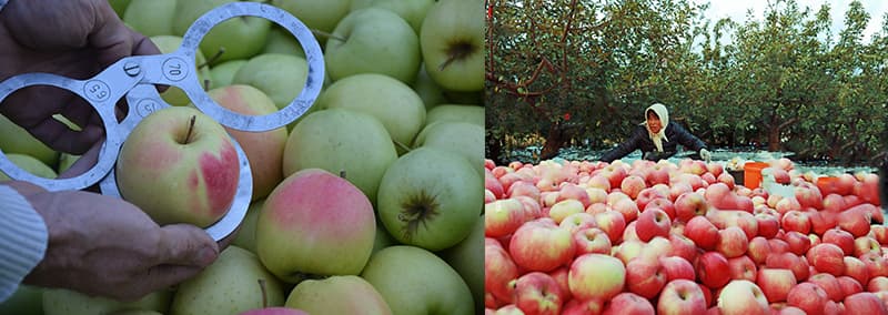 What is the grading and sorting of apples