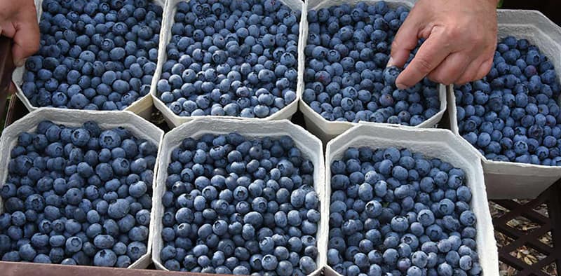 Do you know how to grade blueberries accurately and quickly