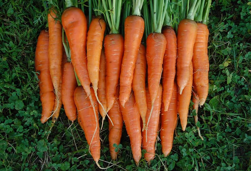 Carrot size sorting machine