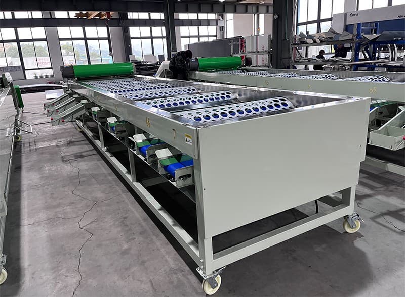 Egyptian garlic grader