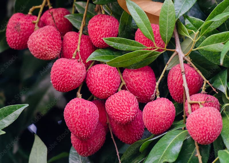 How to sort Australian lychees efficiently