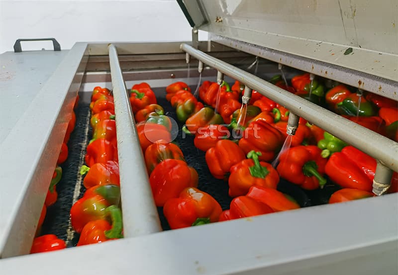 Bell pepper sorting lines popular in Jordan