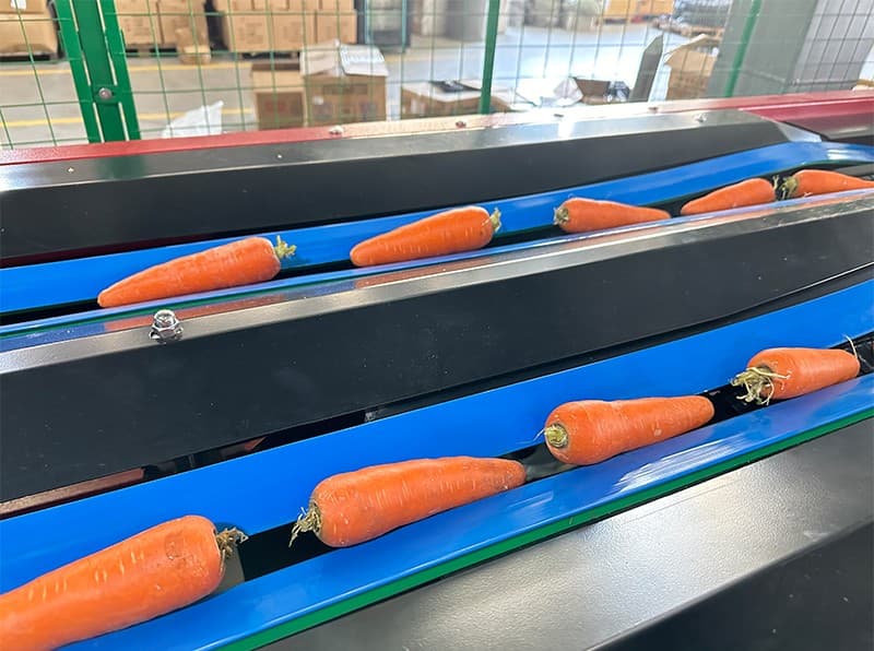 Optical sorting technology helps high-quality development of carrot market