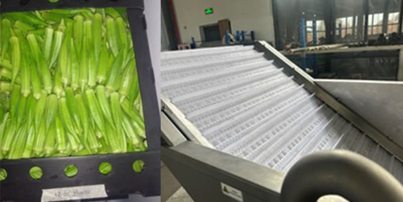 Okra washing and drying machine | FstSort