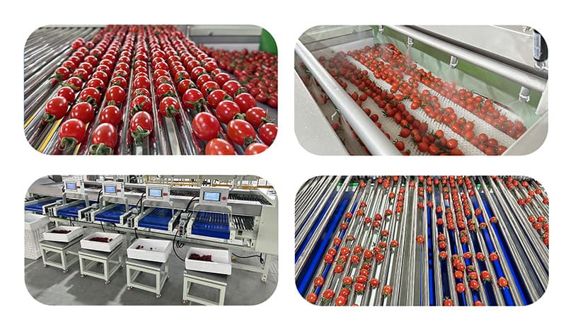Cherry Tomatoes Sorting Machine