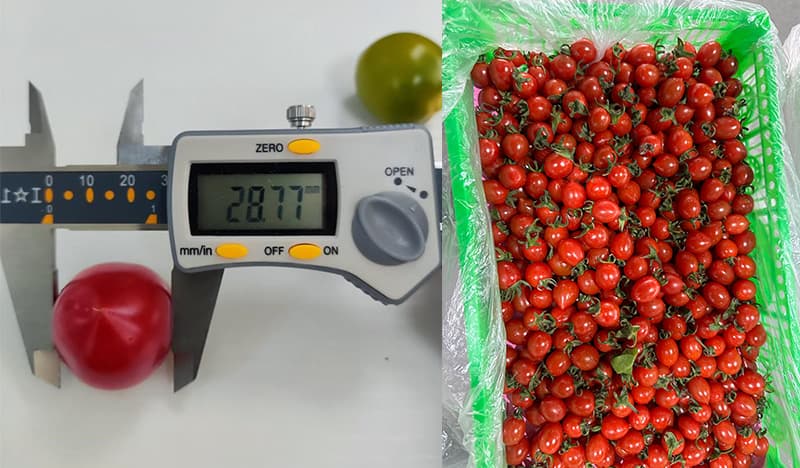 Cherry Tomatoes Sorting Machine