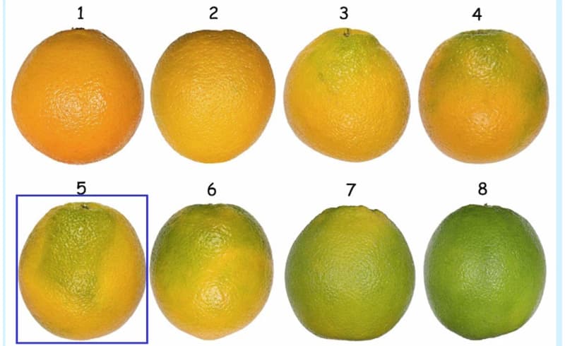 Why Fruit Sorting Is Important | FstSort