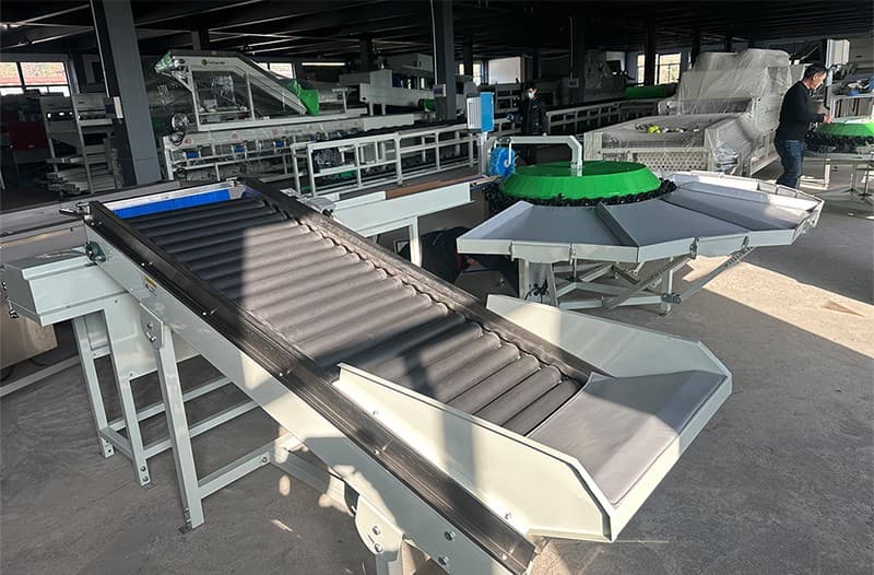 How to quickly sort peaches after harvesting