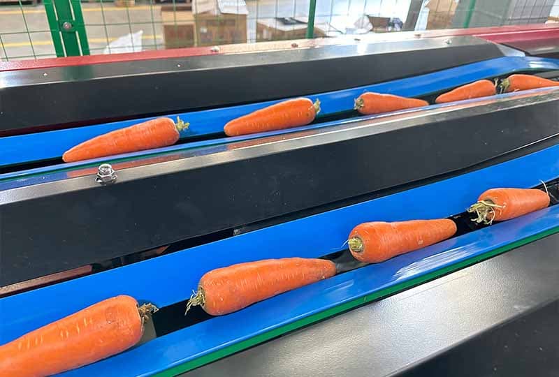 Millions of Queensland carrots are coming soon