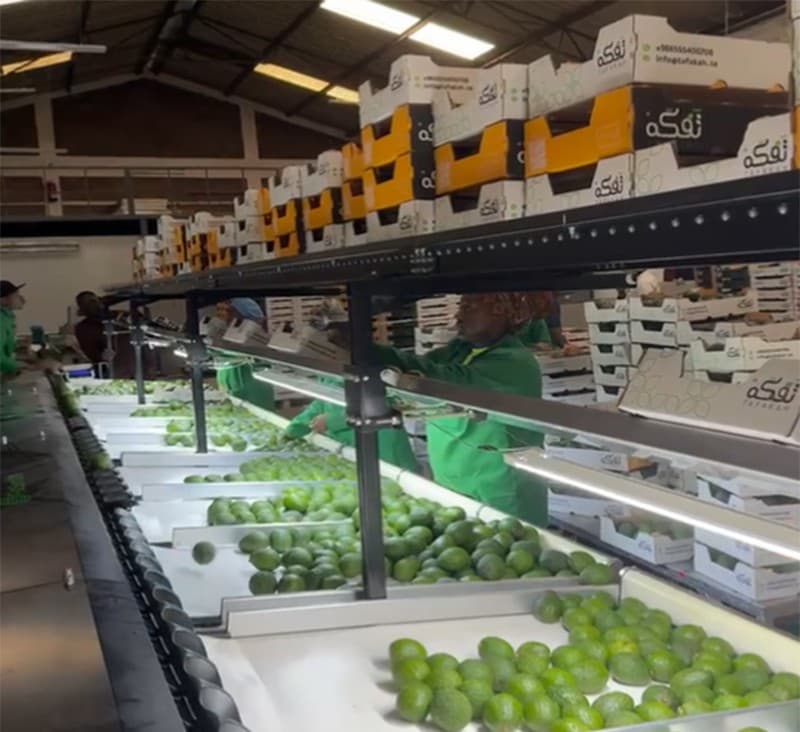 Avocado Washing Drying and Sorting Line