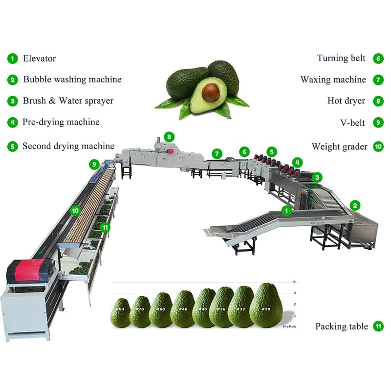 Avocado Washing Drying and Sorting Line