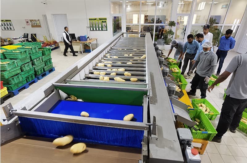 Fstsort potato processing line helps efficient production