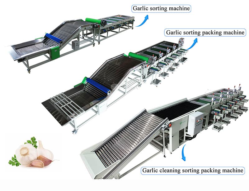 How is Spanish garlic quickly sorted by size